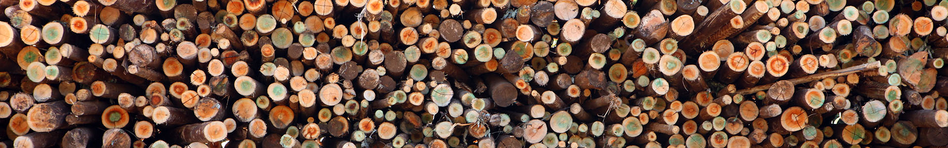 About – NCT Forestry Agricultural Co-operative Limited